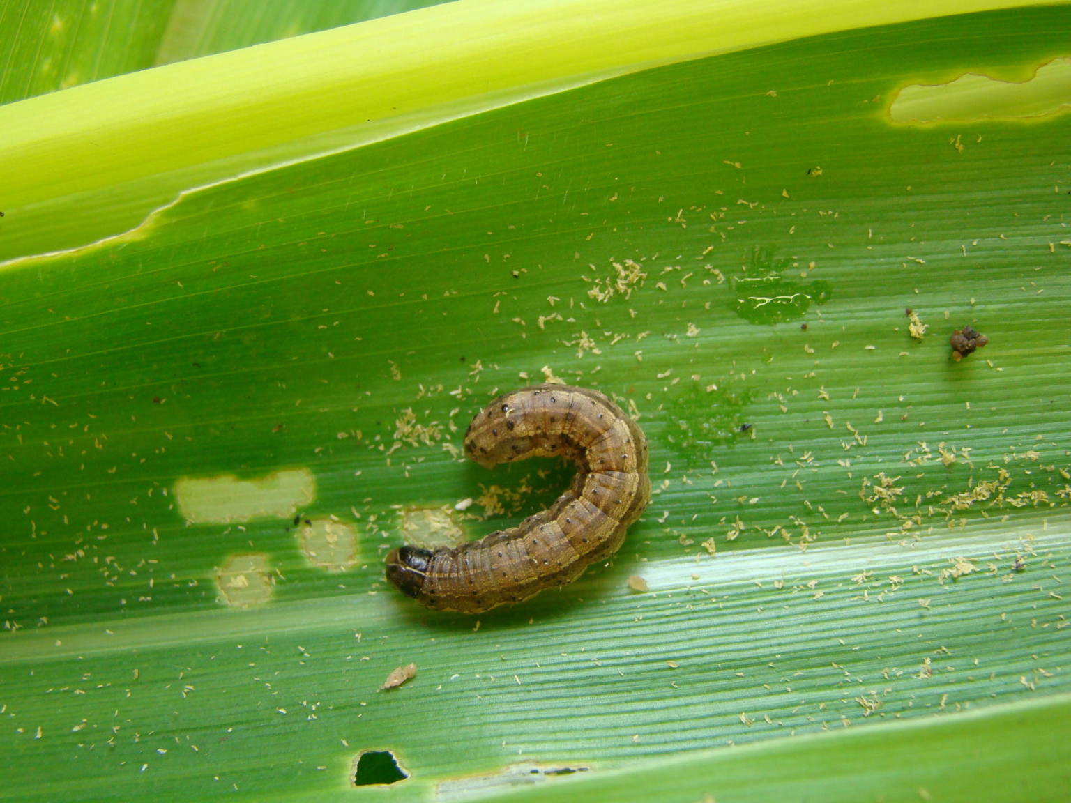 Como combater percevejos e lagartas na cultura do milho